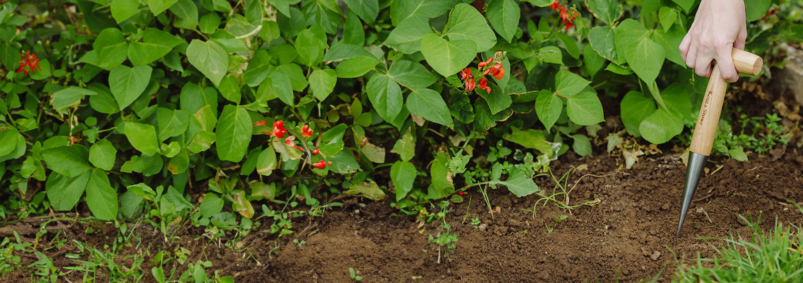 Garden Dibbers & Widgers Planting Tools | Buy Dibbers & Widger Tools ...