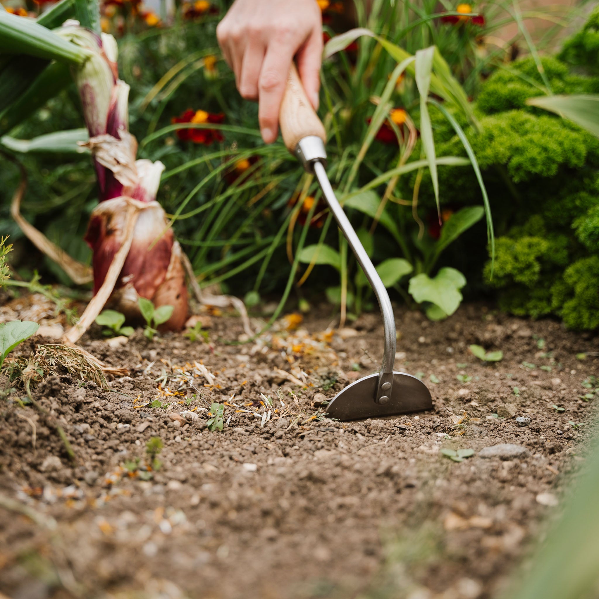 Kent & Stowe Stainless Steel Hand Onion Hoe - Weeding Tools