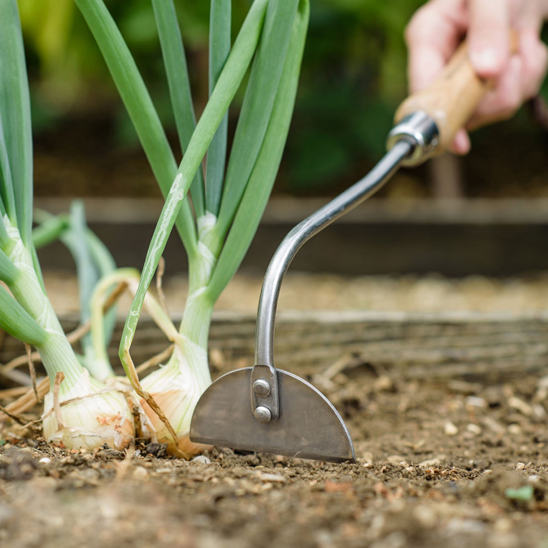 Kent & Stowe Stainless Steel Hand Onion Hoe - Weeding Tools