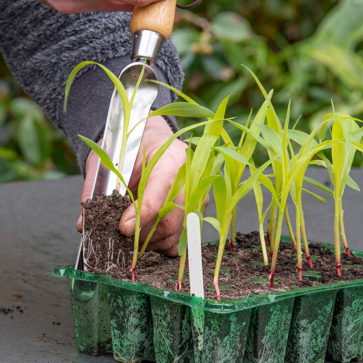 Kent & Stowe Stainless Steel Hand Widger - Planting Tools